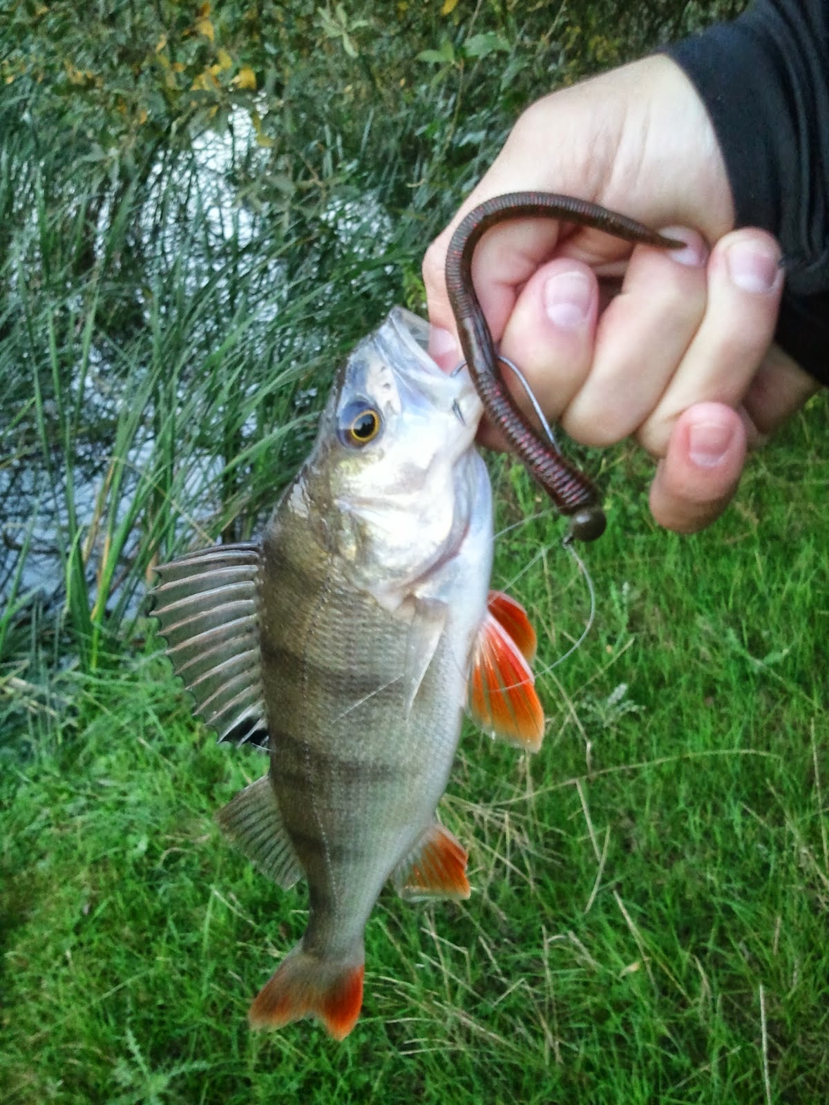 Technique: Le shaky head - WallStreet Fishing